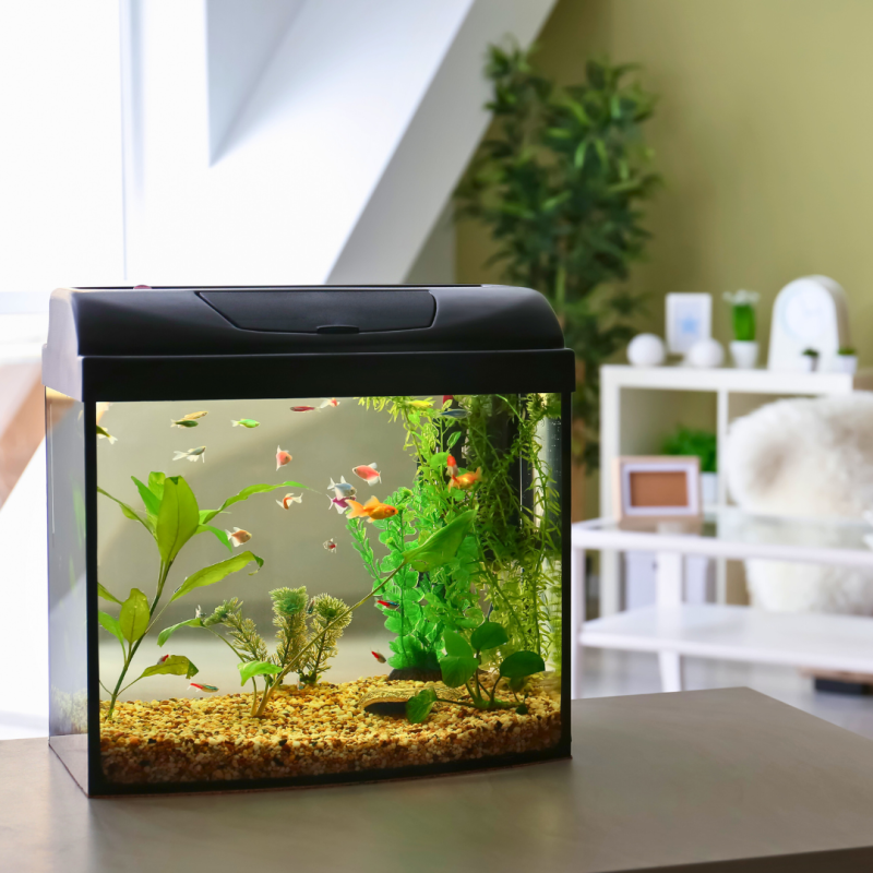 Ako založiť akvárium?