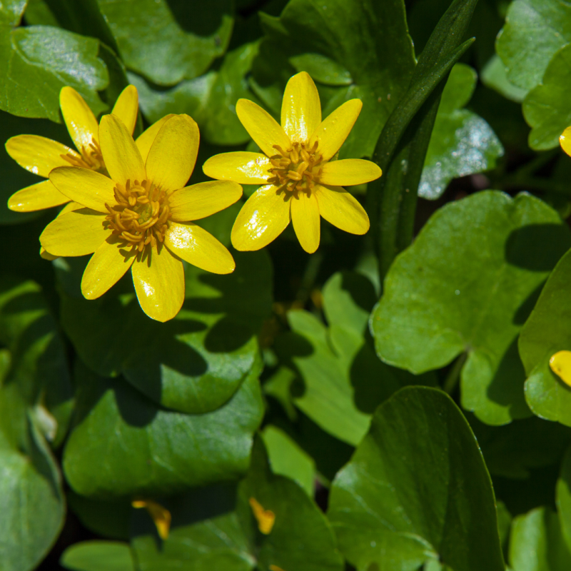 Aké jedovaté rastliny rastú na pastvinách?